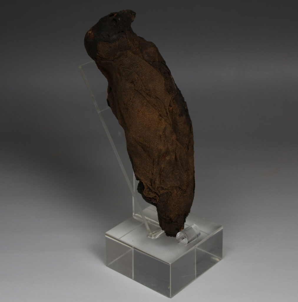 Egyptian mummified Falcon (Kestrel, Falco Tinninculus) with X-Ray for ...