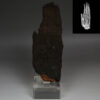 Egyptian mummified hand with X-Ray for sale | Egyptian Antiquities for sale