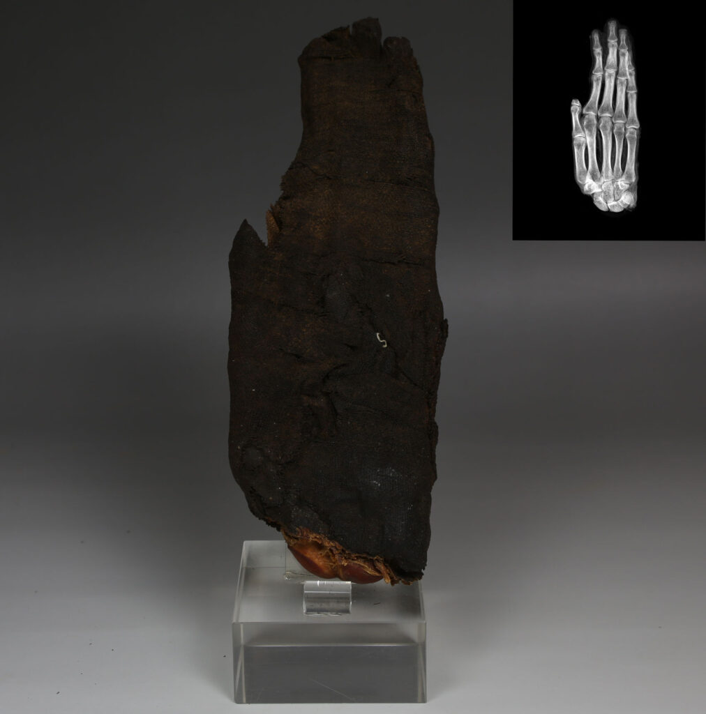 Egyptian mummified hand with X-Ray for sale | Egyptian Antiquities for sale
