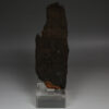 Egyptian mummified hand with X-Ray for sale | Egyptian Antiquities for sale