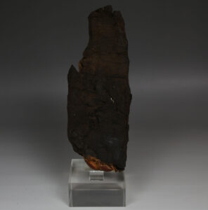 Egyptian mummified hand with X-Ray for sale | Egyptian Antiquities for sale