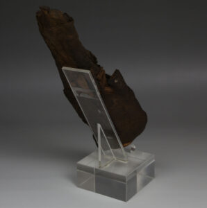 Egyptian mummified hand with X-Ray for sale | Egyptian Antiquities for sale