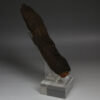 Egyptian mummified hand with X-Ray for sale | Egyptian Antiquities for sale