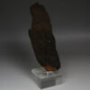Egyptian mummified hand with X-Ray for sale | Egyptian Antiquities for sale